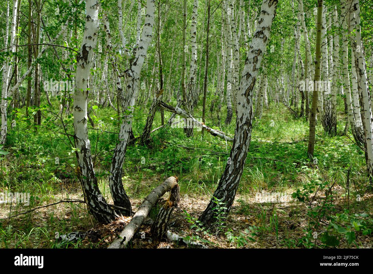 Densely foliage hi-res stock photography and images - Alamy