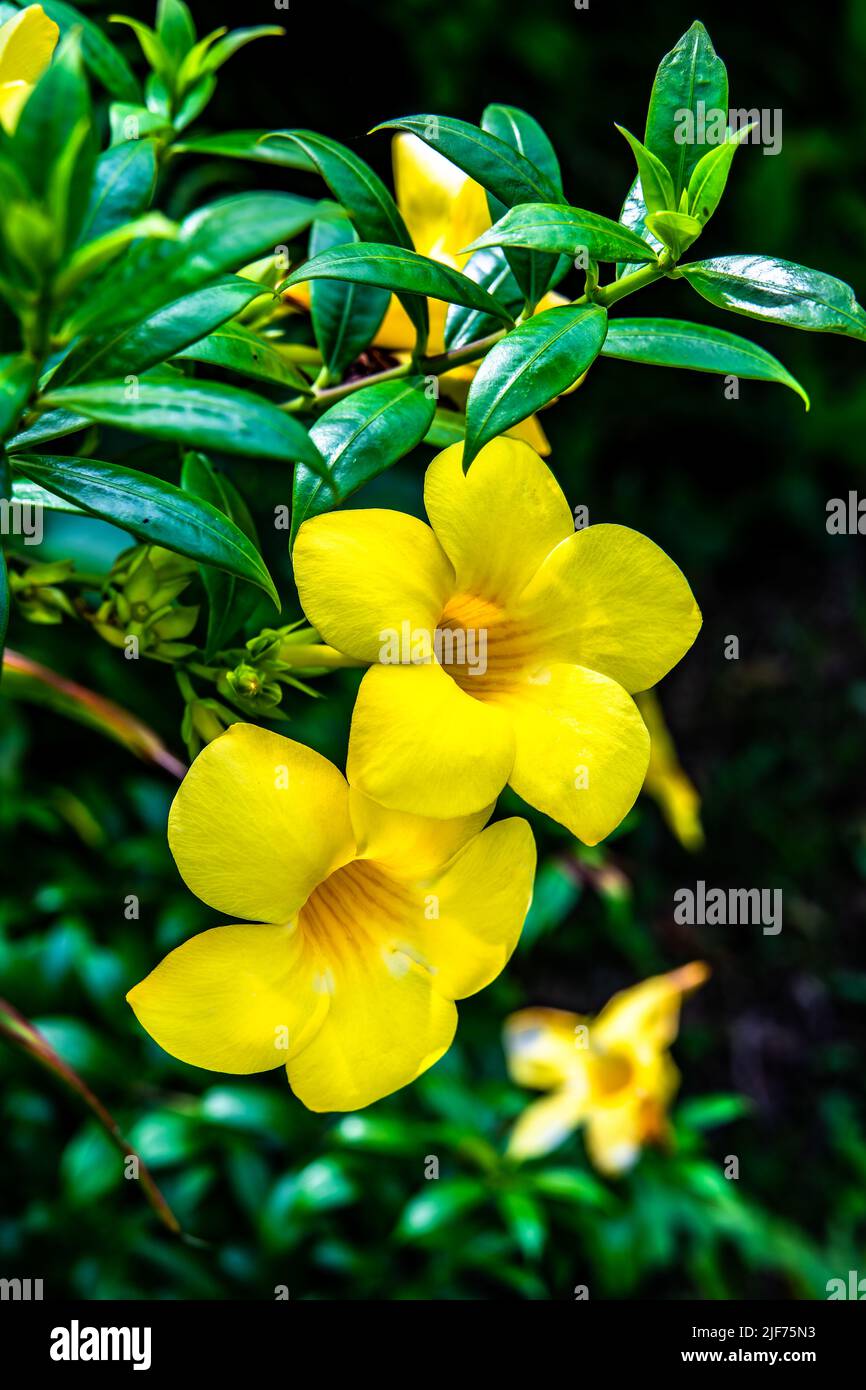 Allamanda oenotherifolia pohl hi-res stock photography and images - Alamy