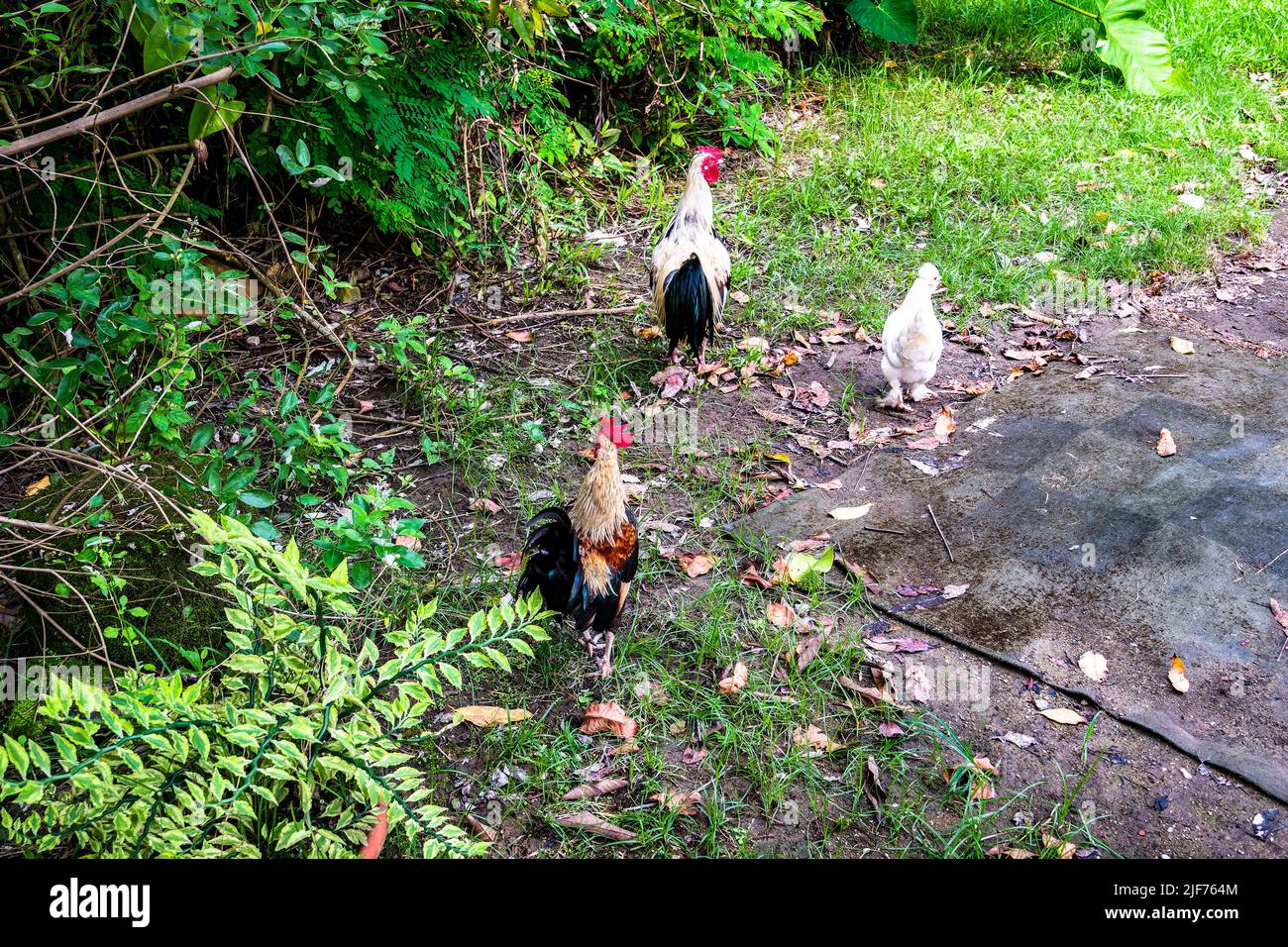 Kampong chickens hi-res stock photography and images - Alamy