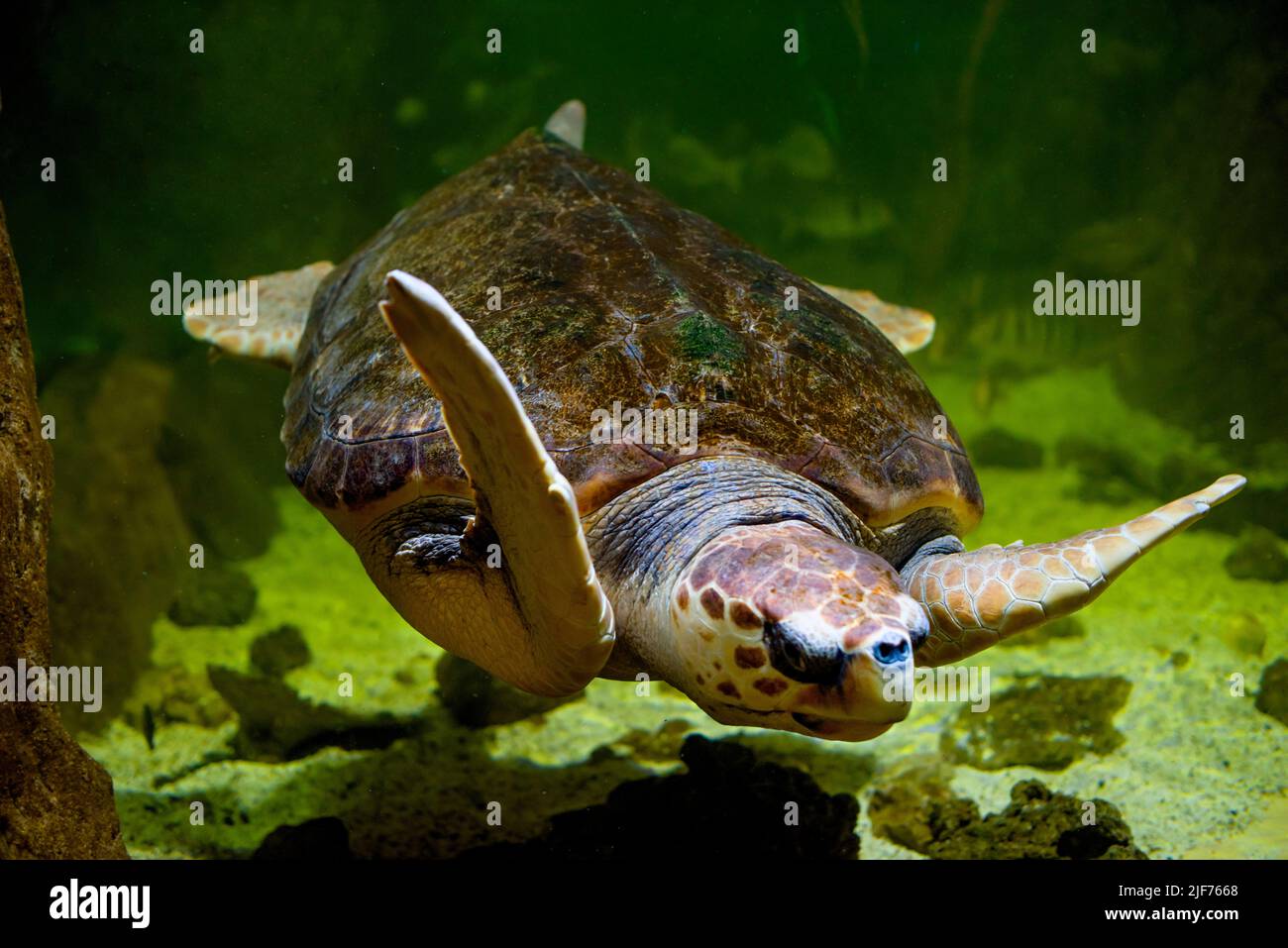 Deep water turtle discovery hi-res stock photography and images - Alamy