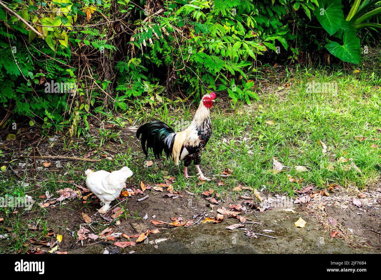 Kampong Chickens spotted at Kampong Lorong Buangkok, last surviving ...