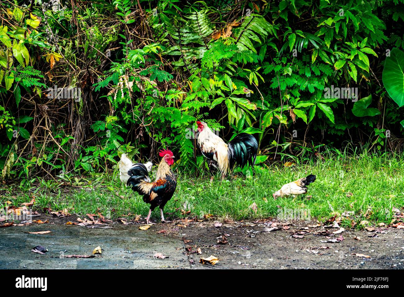 Kampong chickens hi-res stock photography and images - Alamy