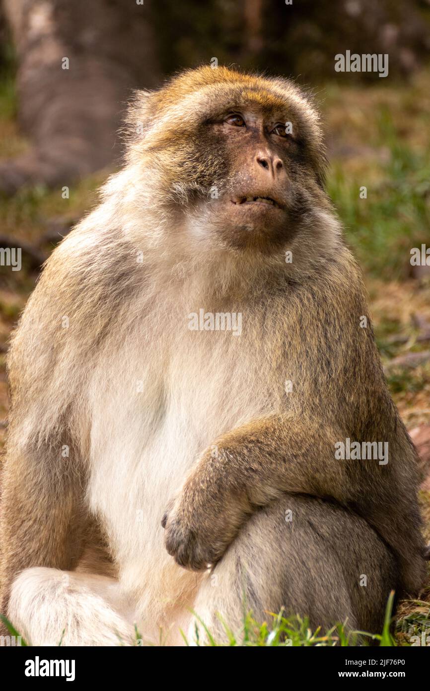 6 generations hi-res stock photography and images - Alamy