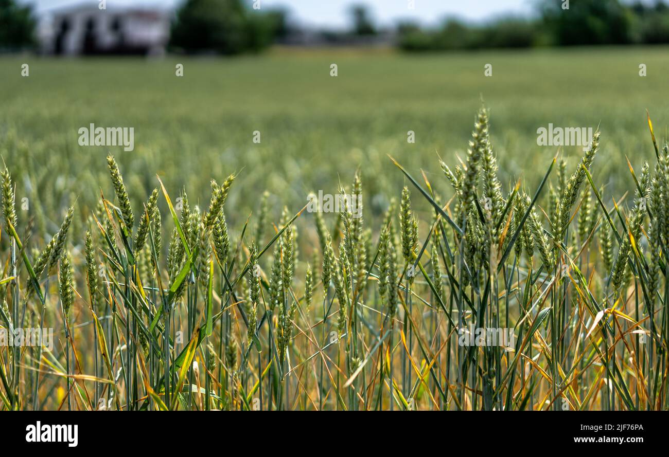 Organic grain field hi-res stock photography and images - Alamy