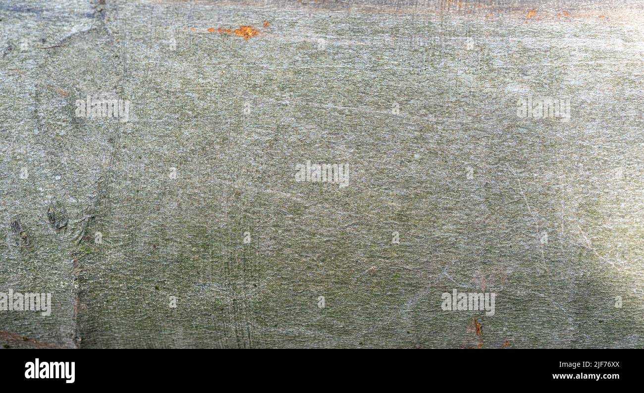 tree texture background Stock Photo - Alamy