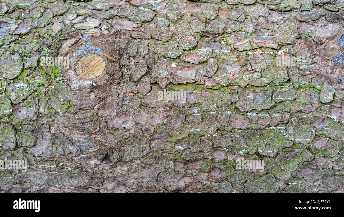 A very large and dry tree bark as a texture or background Stock Photo ...