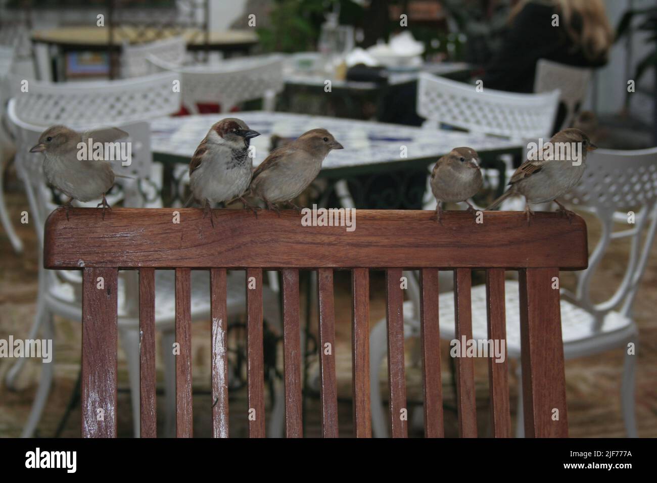 Five sparrows hi-res stock photography and images - Alamy