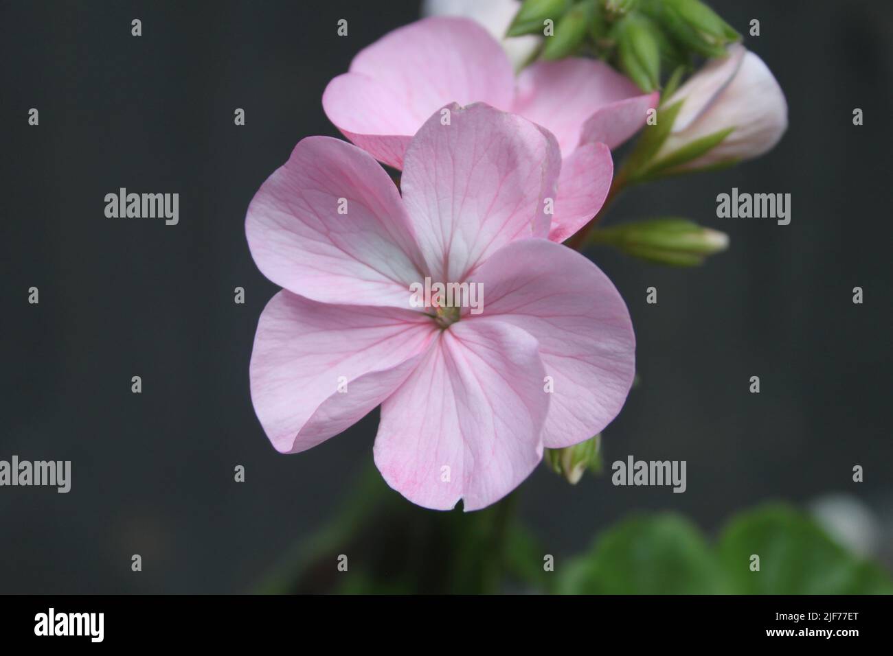 Pretty pink geraniums Stock Photo - Alamy