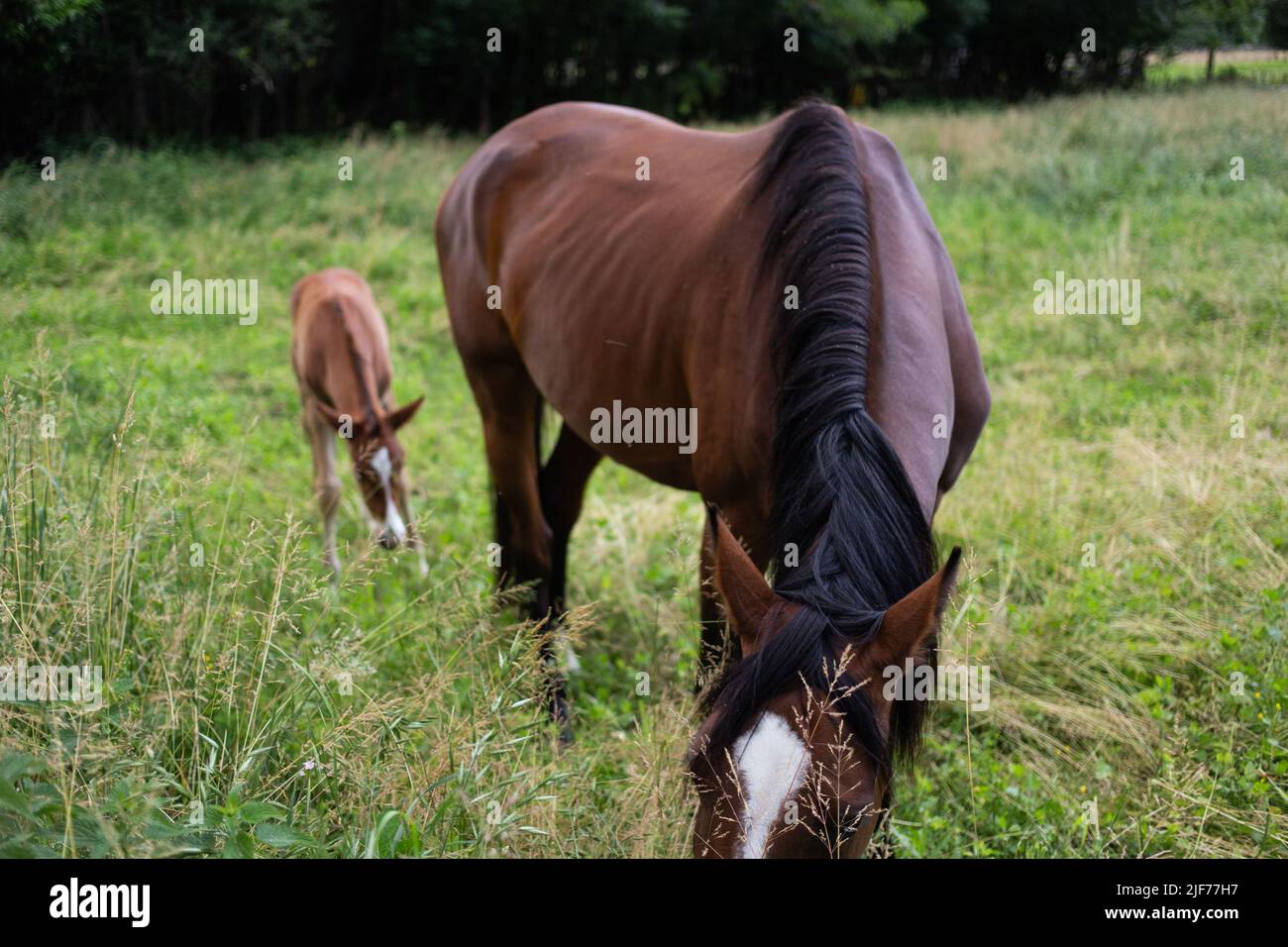 beautiful foal and horse in a field Stock Photo - Alamy