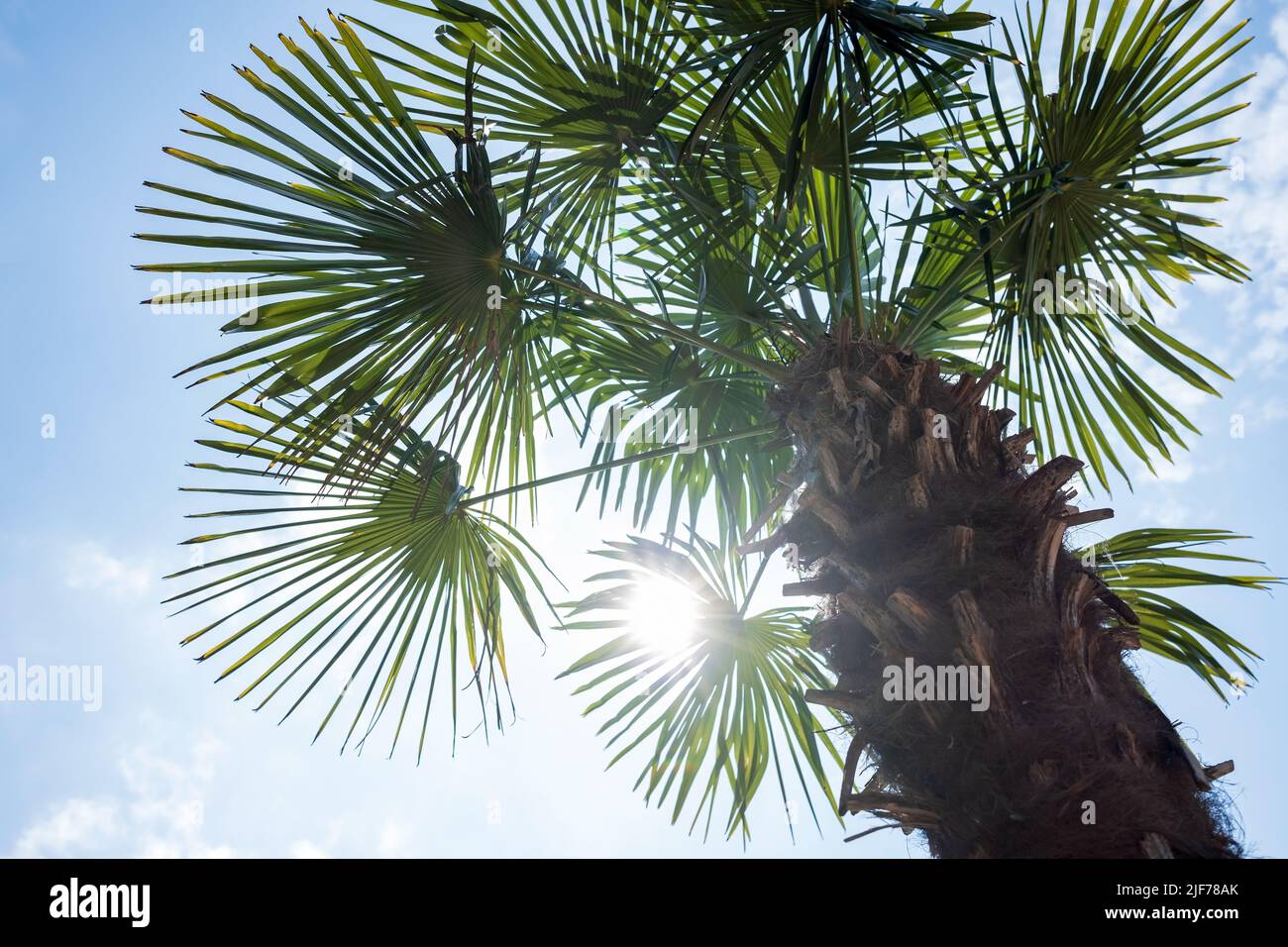 Beautiful palm tree with leaves in the backlight of the sun against a ...