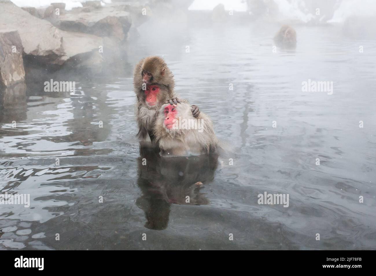 Monkey hotspring hi-res stock photography and images - Alamy