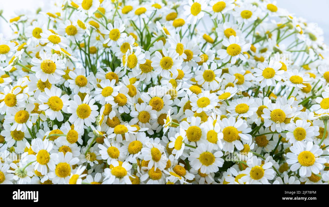 Chamomile or daisy flower background, selective focus Stock Photo - Alamy