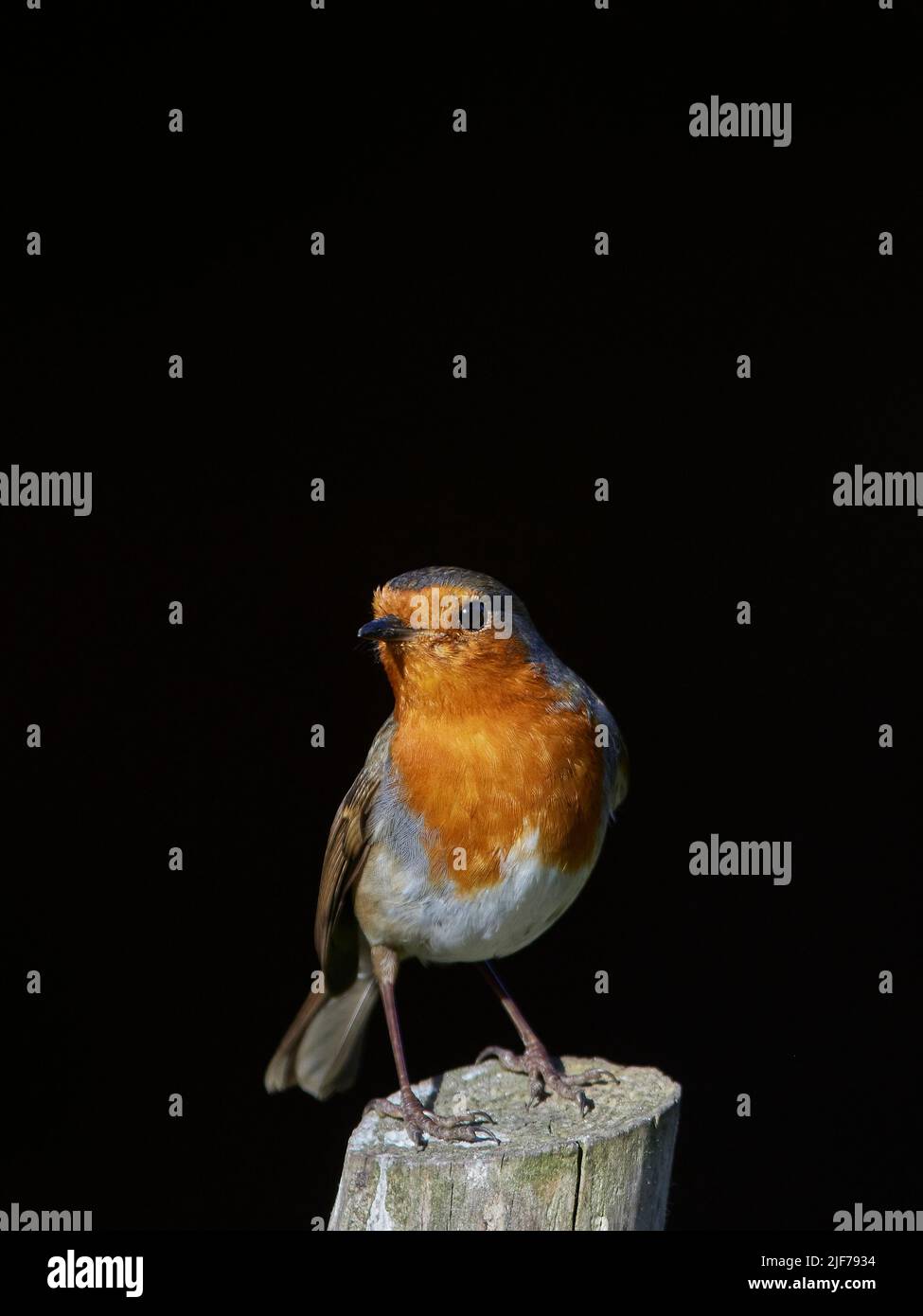 A front view of a Robin (Erithacus Rubecula) on its own looking forward ...