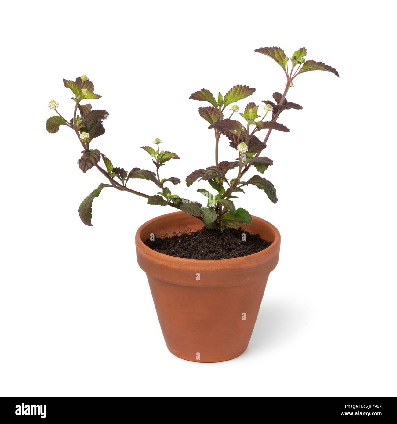 Aztec sweet herb plant with white flowers in plant pot close up ...