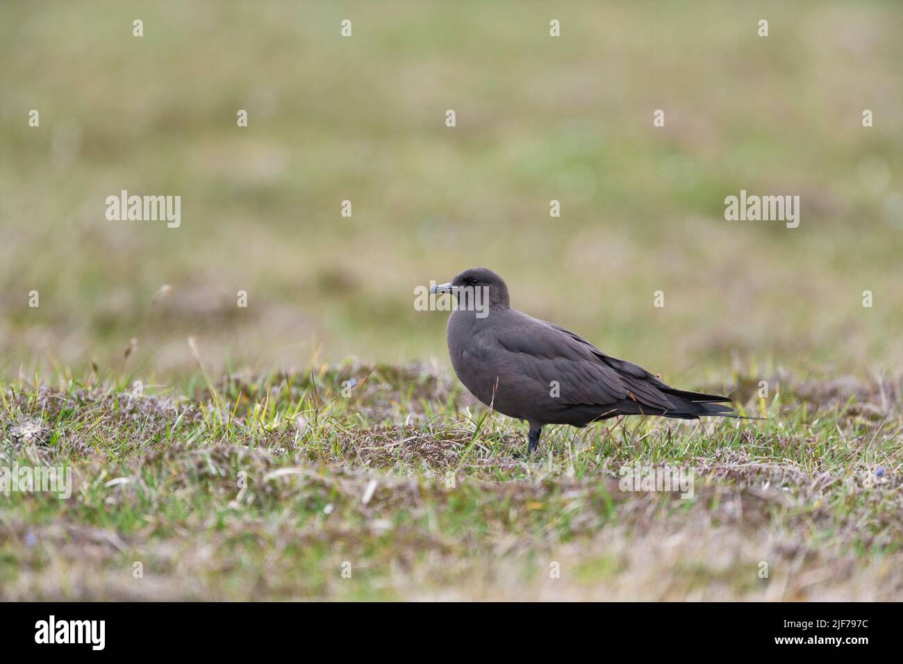 Arctic skua Stercorarius parasiticus, Mainland, adult dark morph in ...