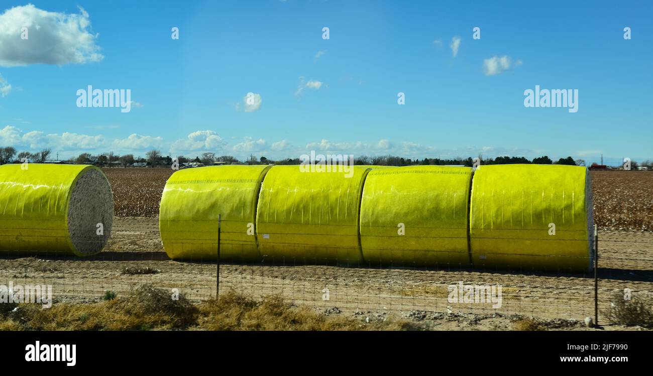 Round straw packed in round bales prepared for transport, New Mexico ...