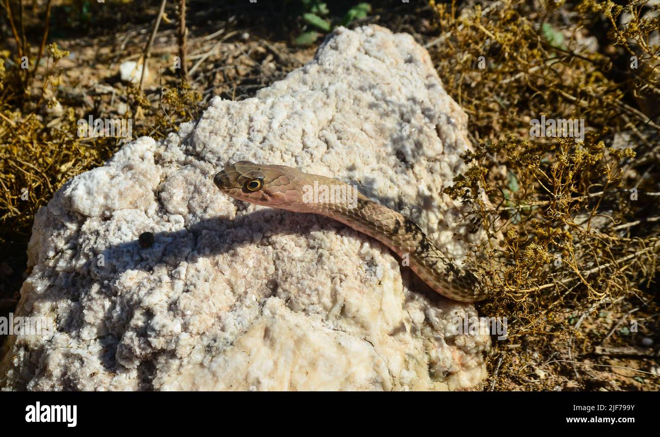 A snake basking in the sun on a rock in a rocky desert in New Mexico ...