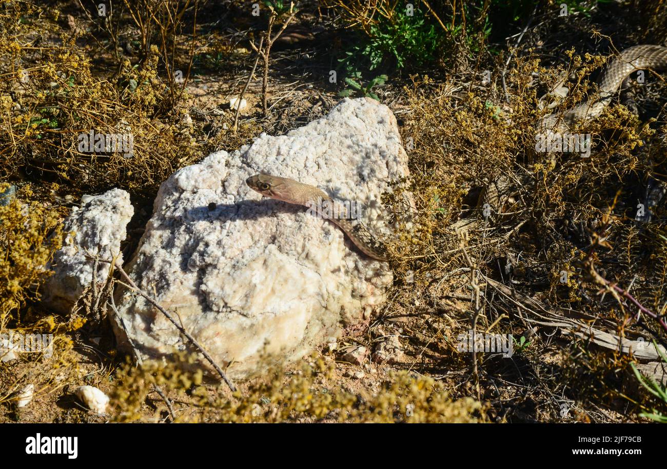 A snake basking in the sun on a rock in a rocky desert in New Mexico ...