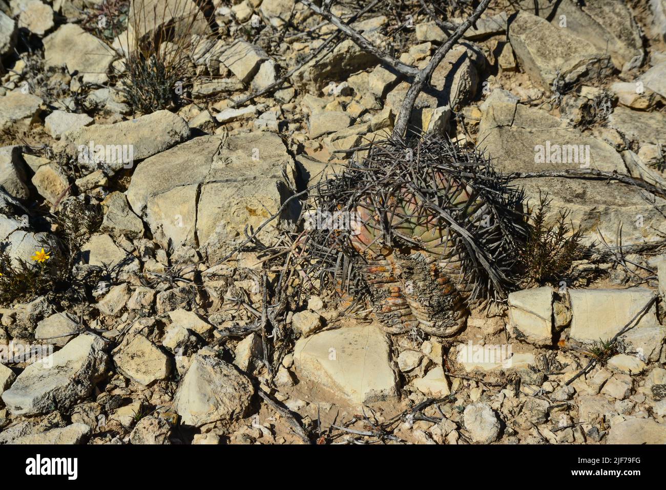 Eagle claw cactus hi-res stock photography and images - Alamy
