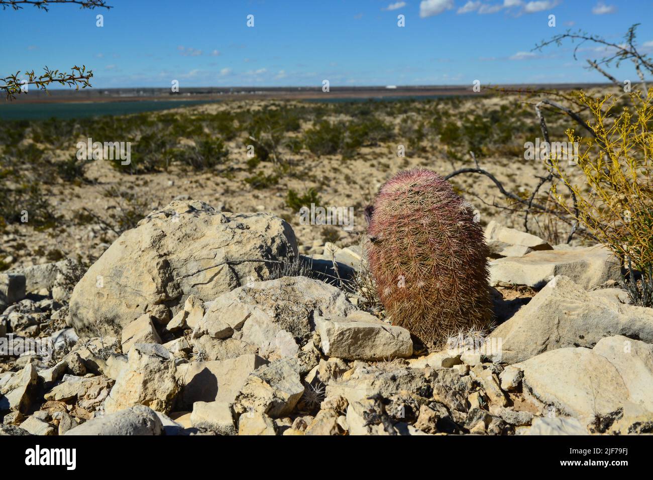 Cacti New Mexico. Echinocereus pectinatus (rubispinus), Rainbow ...
