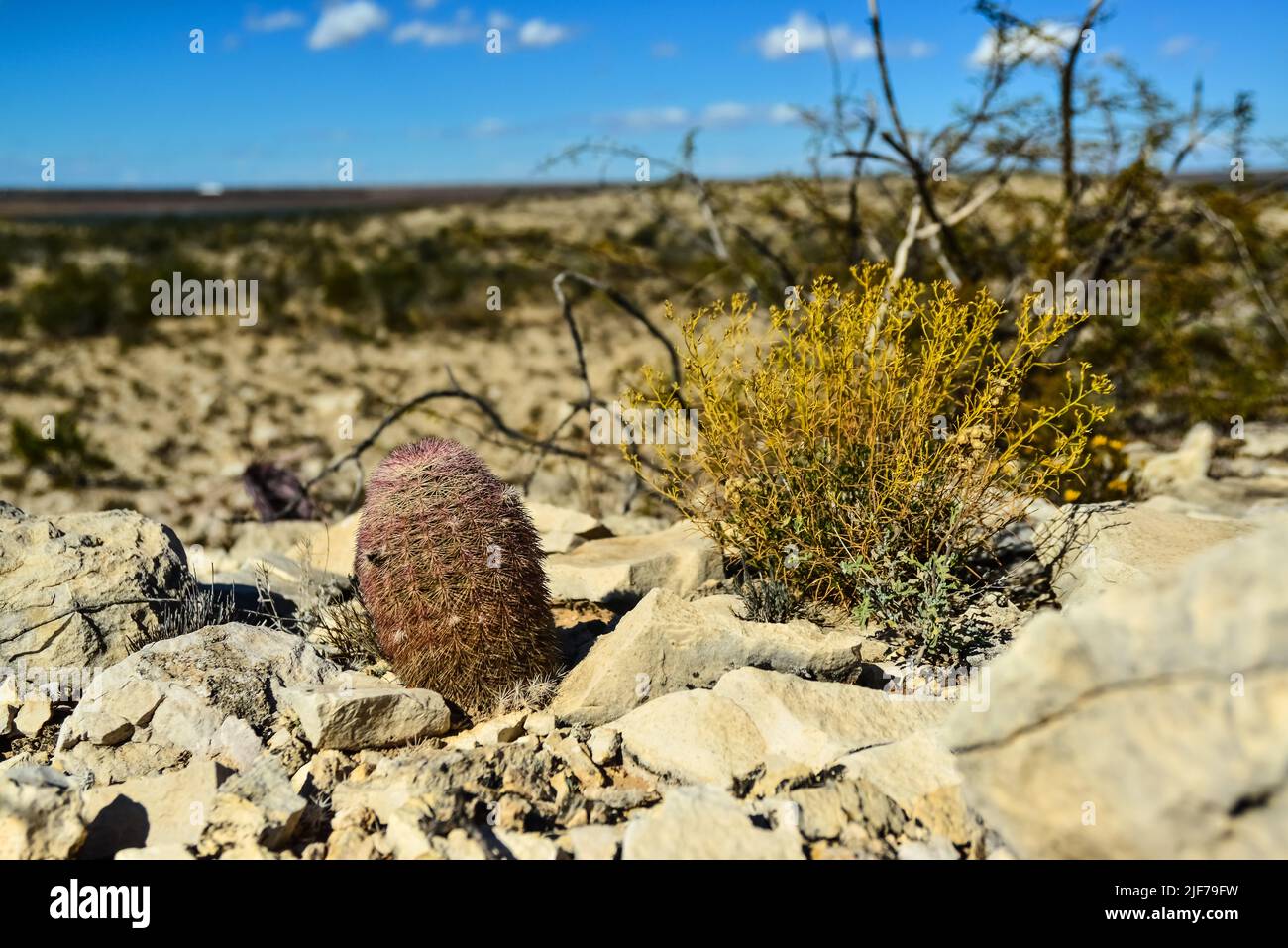 Cacti New Mexico. Echinocereus pectinatus (rubispinus), Rainbow ...