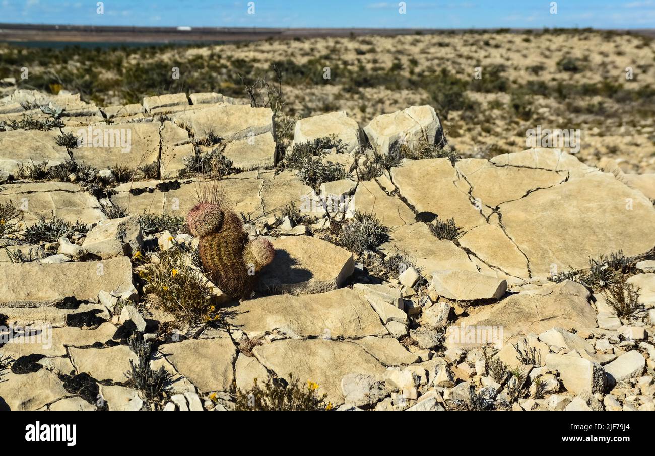 Cacti New Mexico. Echinocereus pectinatus (rubispinus), Rainbow ...