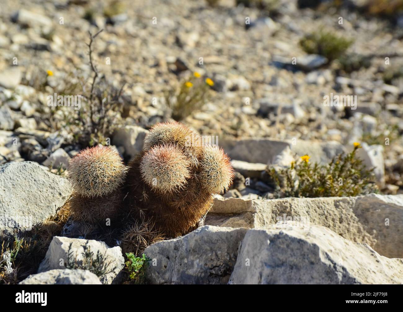 Cacti New Mexico. Echinocereus pectinatus (rubispinus), Rainbow ...