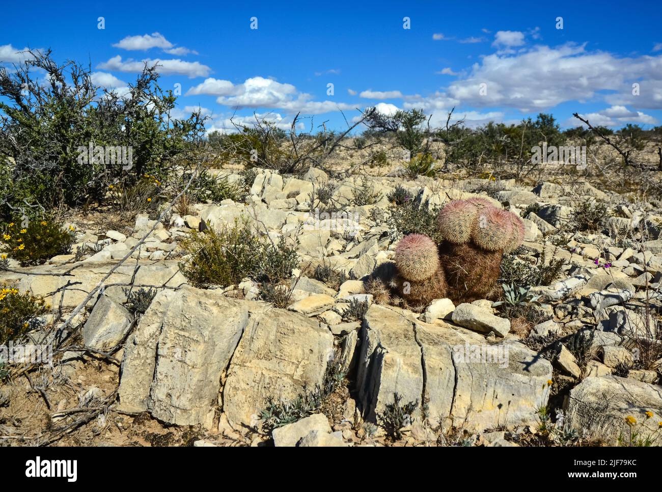 Echinocereus pectinatus rubispinus hi-res stock photography and images ...