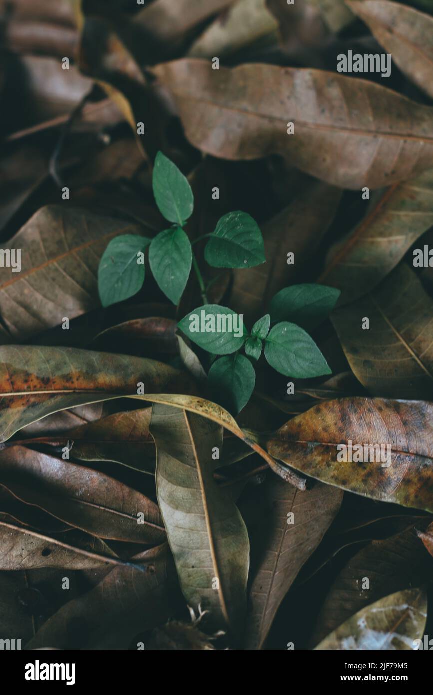 A vertical closeup of the fresh green leaves sticking out of the dry ...