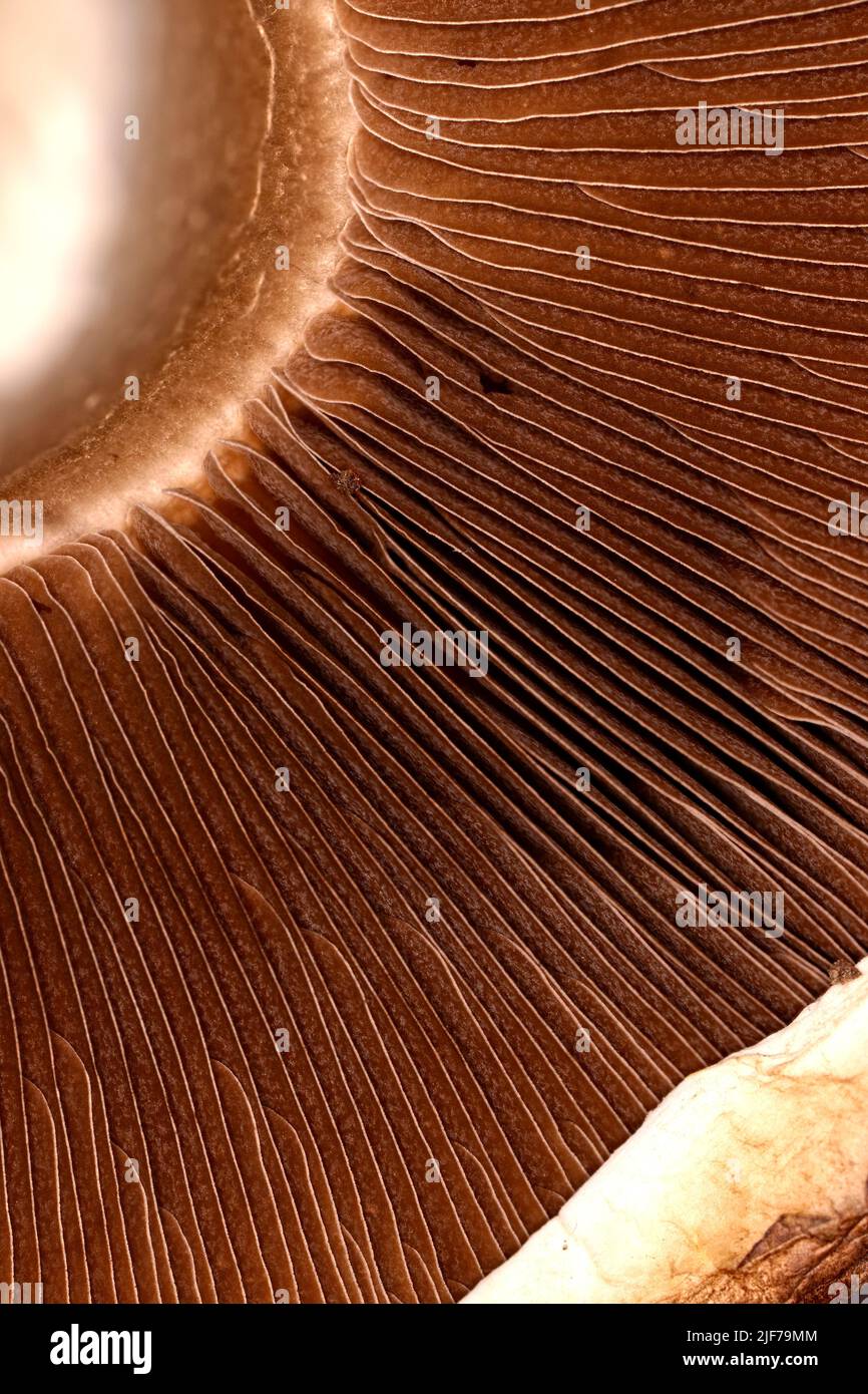 Bottom of a mushroom hi-res stock photography and images - Alamy