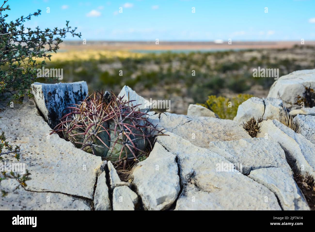 Cacti new mexico eagle hi-res stock photography and images - Alamy