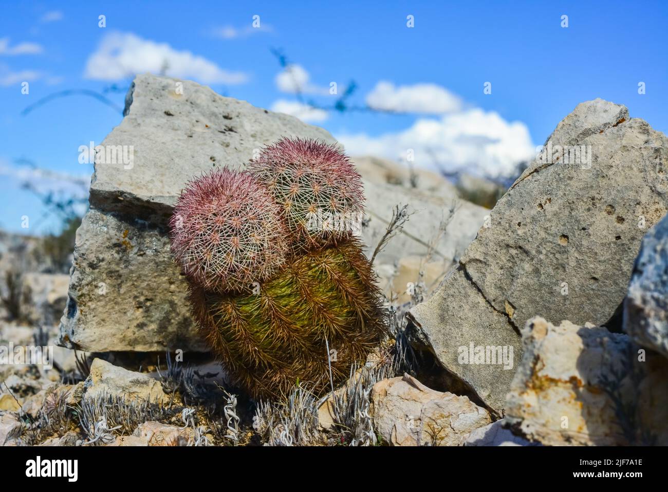 Cacti New Mexico. Echinocereus pectinatus (rubispinus), Rainbow ...