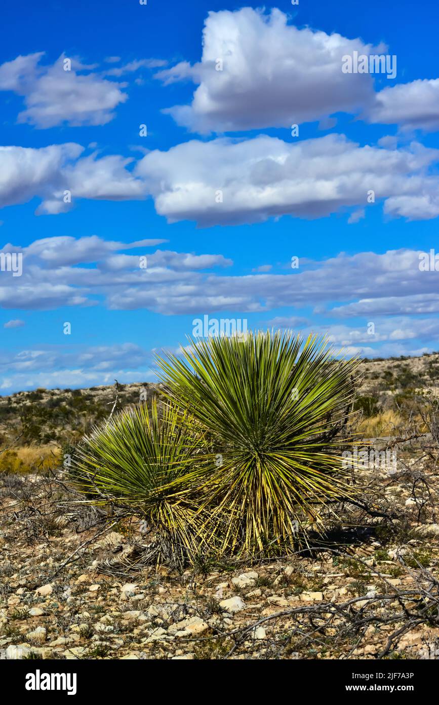Yucca Tree in a Rocky Desert in New Mexico Stock Photo - Alamy