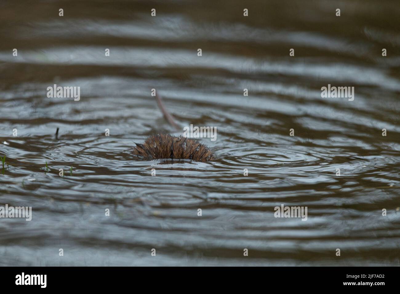 Brown rat Rattus norvegicus, diving in water foraging, Slimbridge ...
