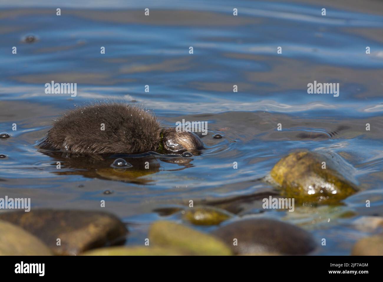 Common eider Somateria mollissima, chick swimming, Mainland, Shetland ...