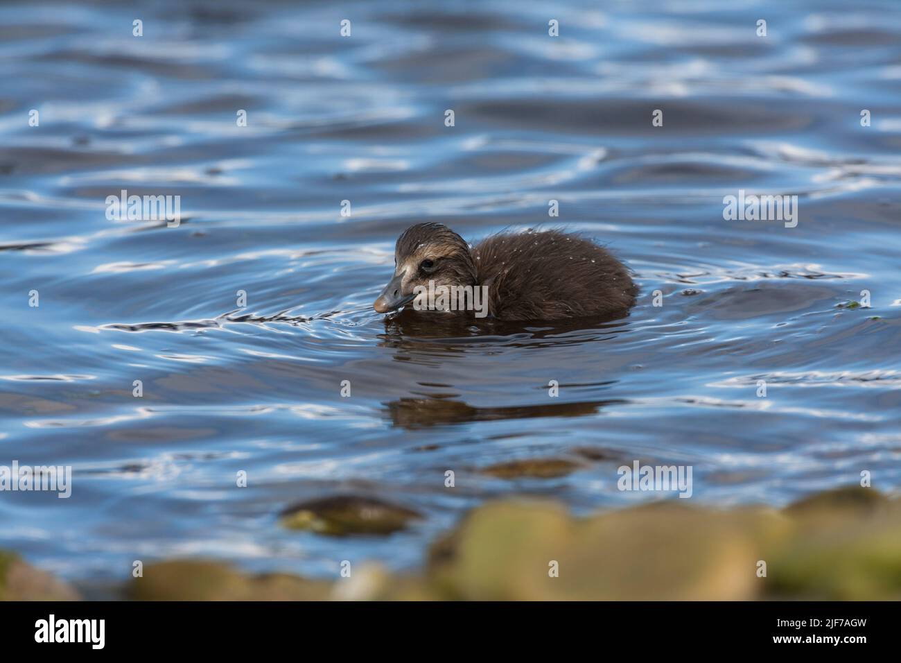 Common eider Somateria mollissima, chick swimming, Mainland, Shetland ...