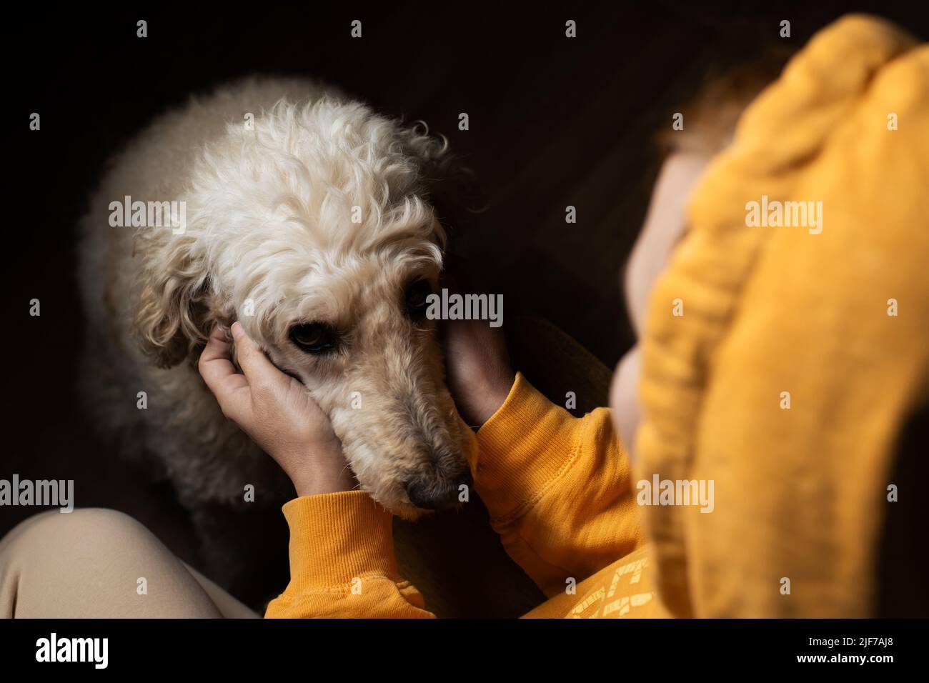 A woman stroking a dog - a large royal poodle in the dark. Pet, human ...