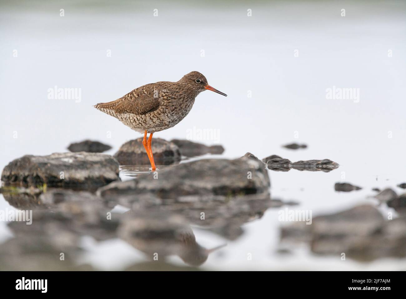 Common redshank Tringa totanus, adult perched on rock in lagoon, Fetlar ...