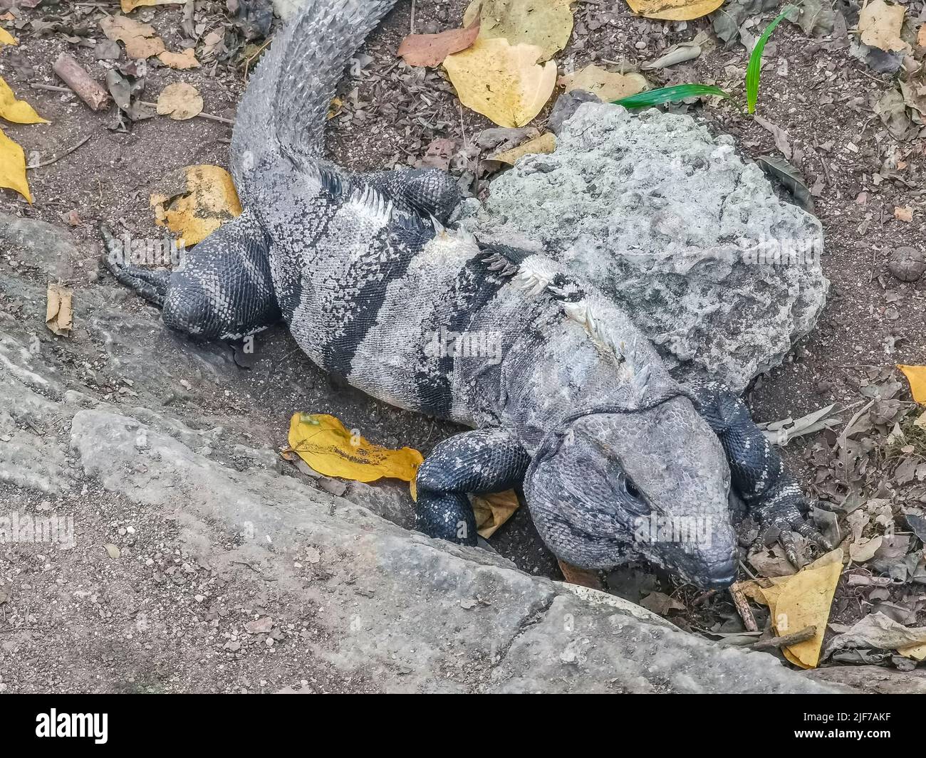 Huge Iguana gecko animal on rocks at the ancient Tulum ruins Mayan site ...