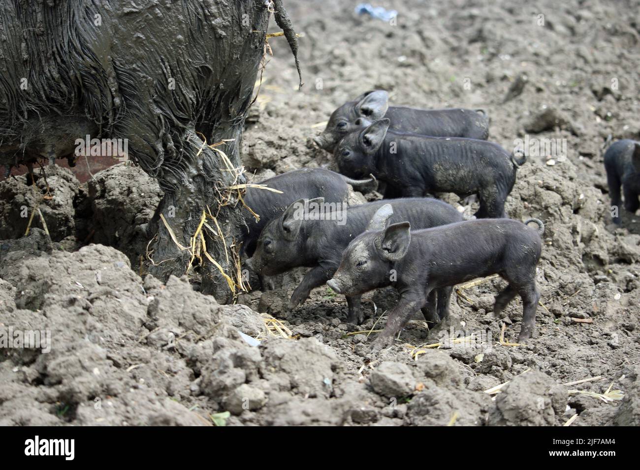 Black pig and piglets in a muddy field with mud blurred in the ...