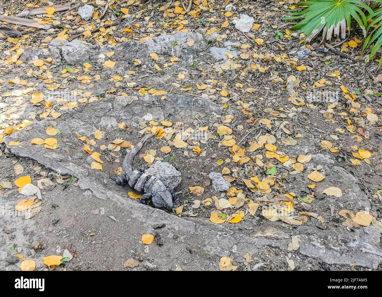 Huge Iguana gecko animal on rocks at the ancient Tulum ruins Mayan site ...