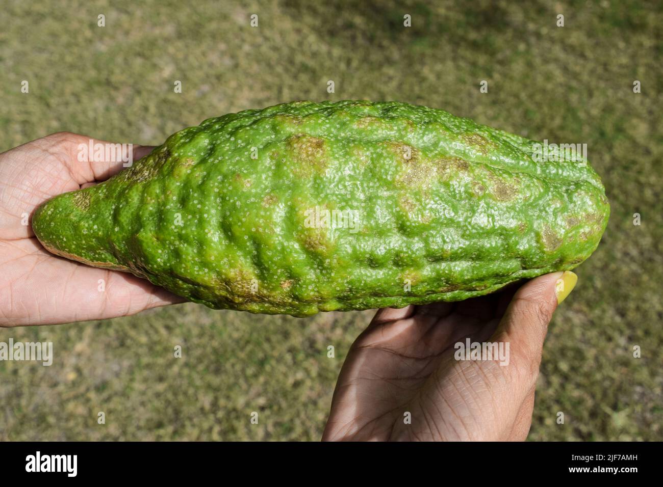 Female holding Indian fruit Bijora or Citron fruit, Sweet citrus fruit ...