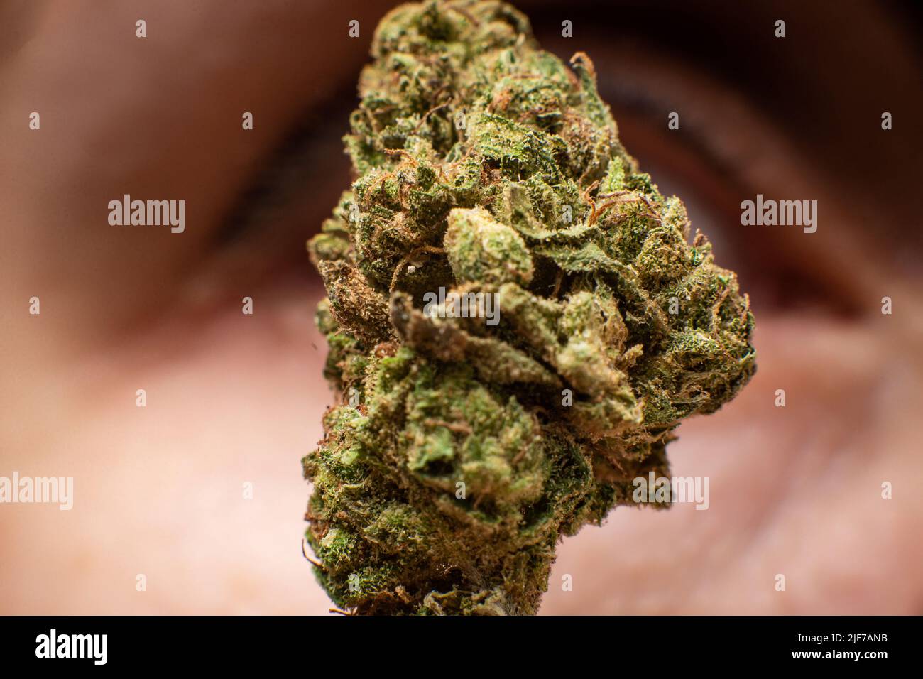 Marijuana and vision concept. Cannabis flower bud on the background of a human female eye out of ...