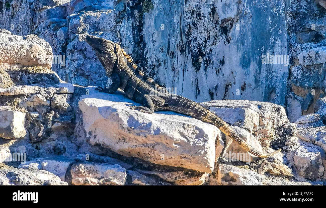 Huge Iguana gecko animal on rocks at the ancient Tulum ruins Mayan site ...