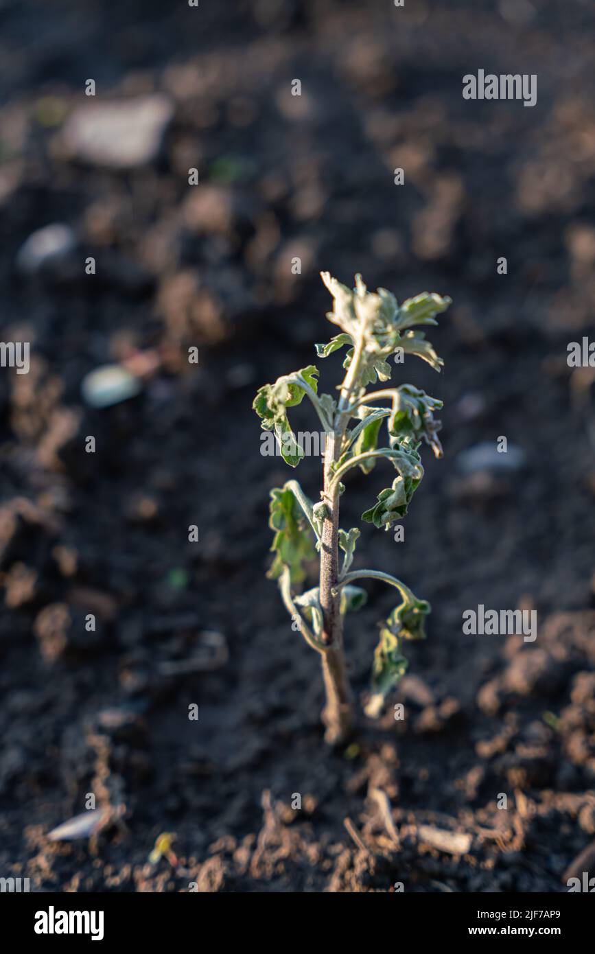 Dire need hi-res stock photography and images - Alamy