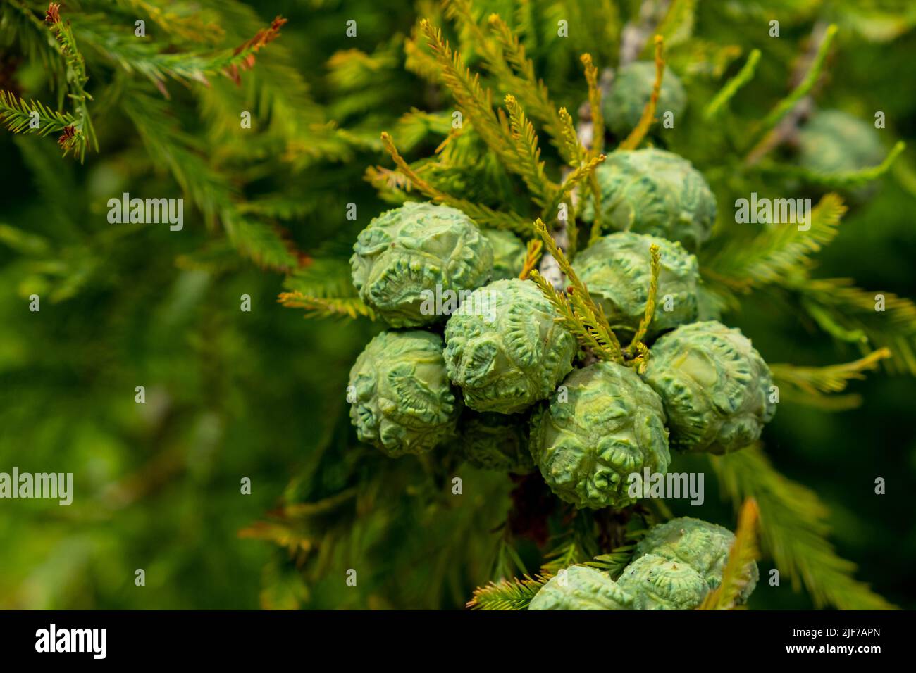 Taxodium distichum (Bald Cypress), cones and foliage, summer green ...