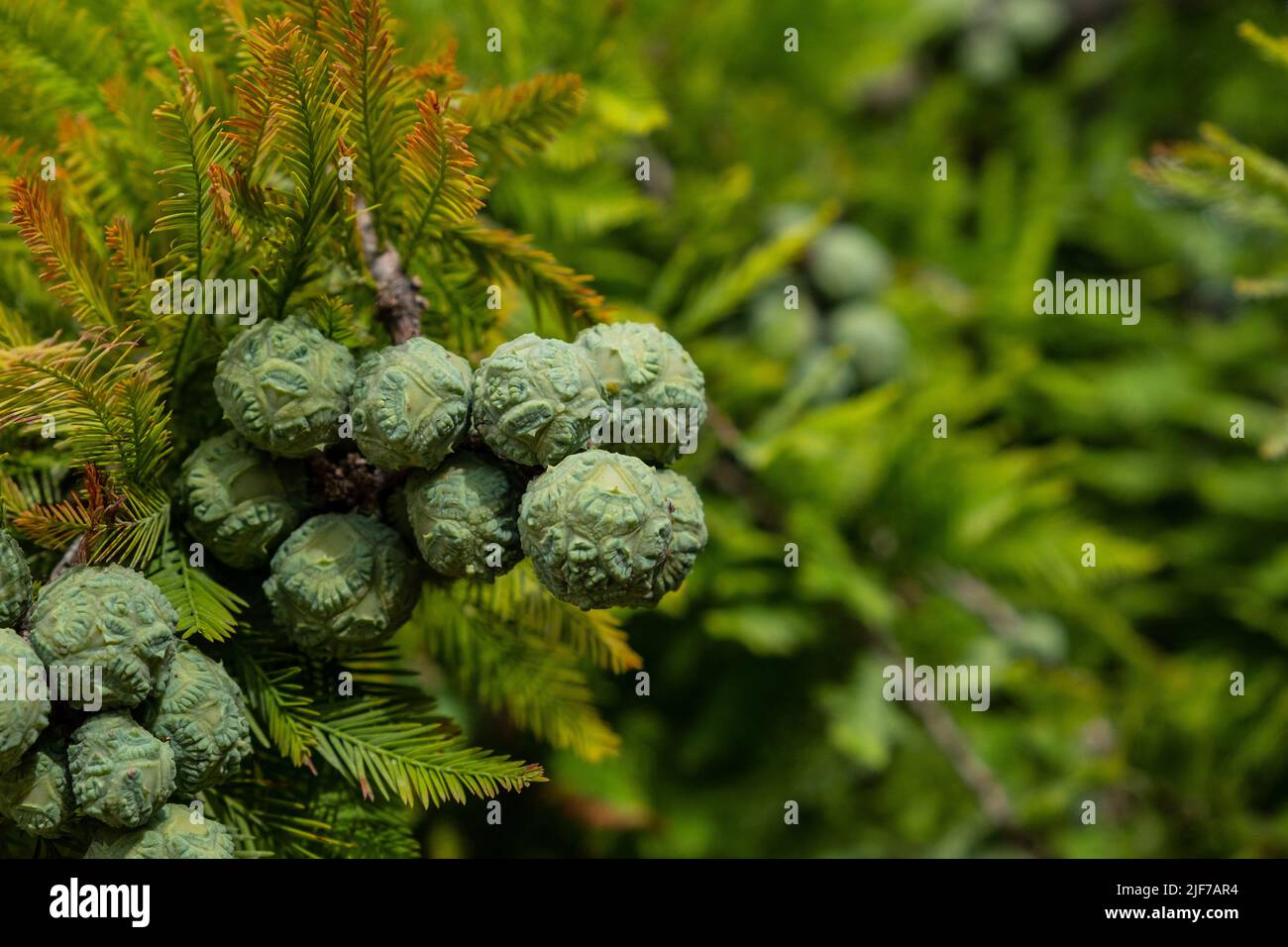 Taxodium distichum (Bald Cypress), cones and foliage, summer green ...
