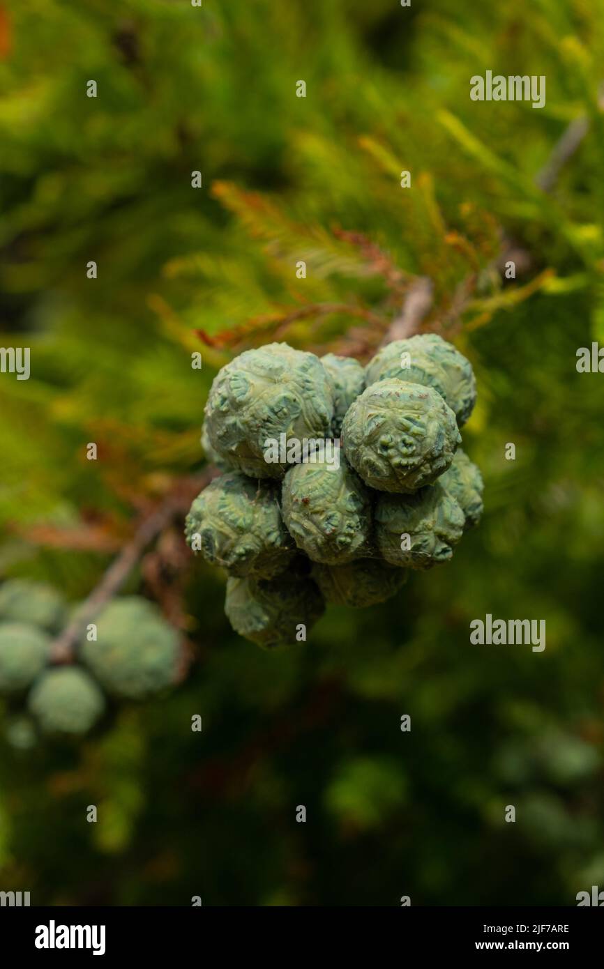 Taxodium distichum (Bald Cypress), cones and foliage, summer green ...