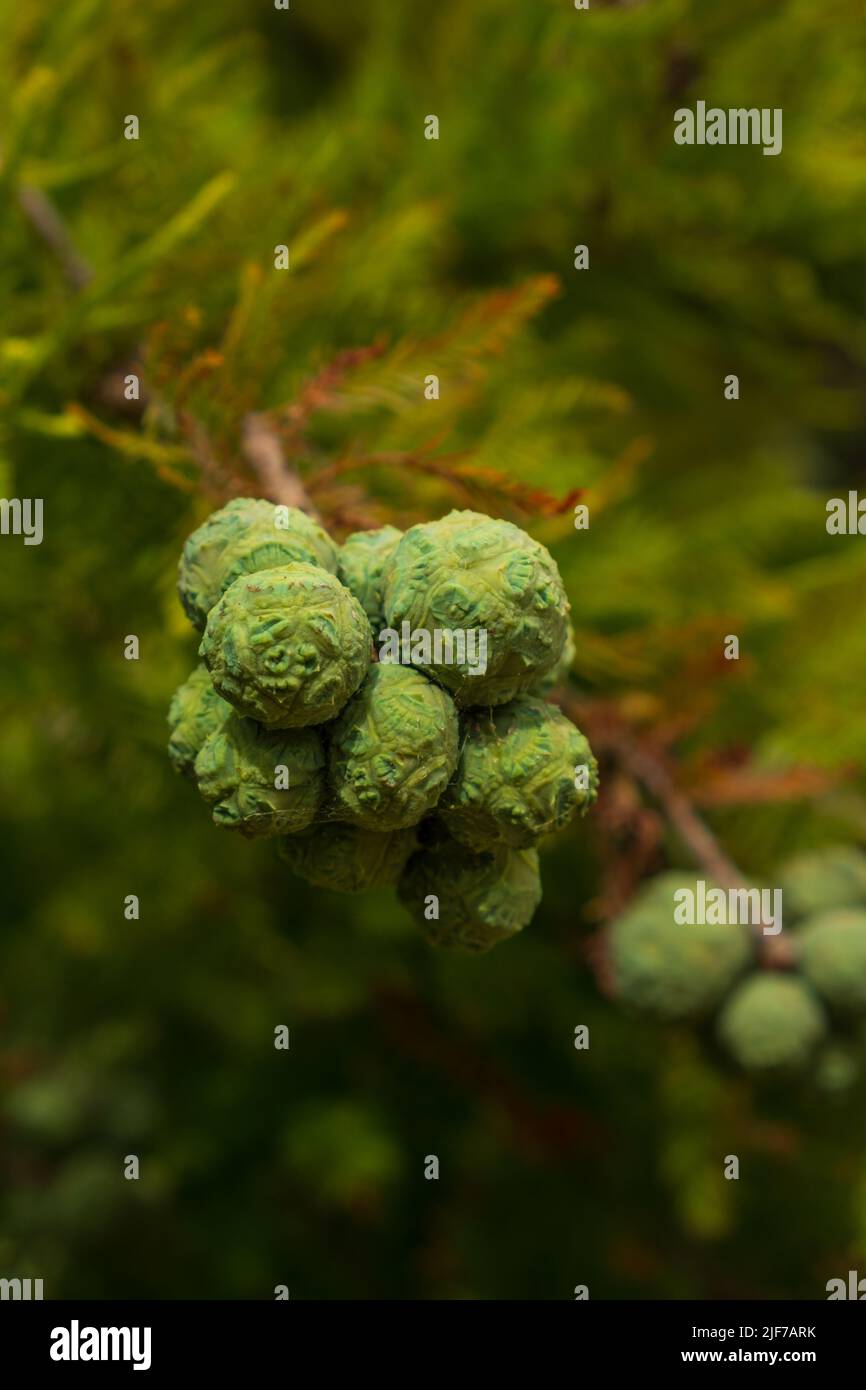 Taxodium distichum (Bald Cypress), cones and foliage, summer green ...