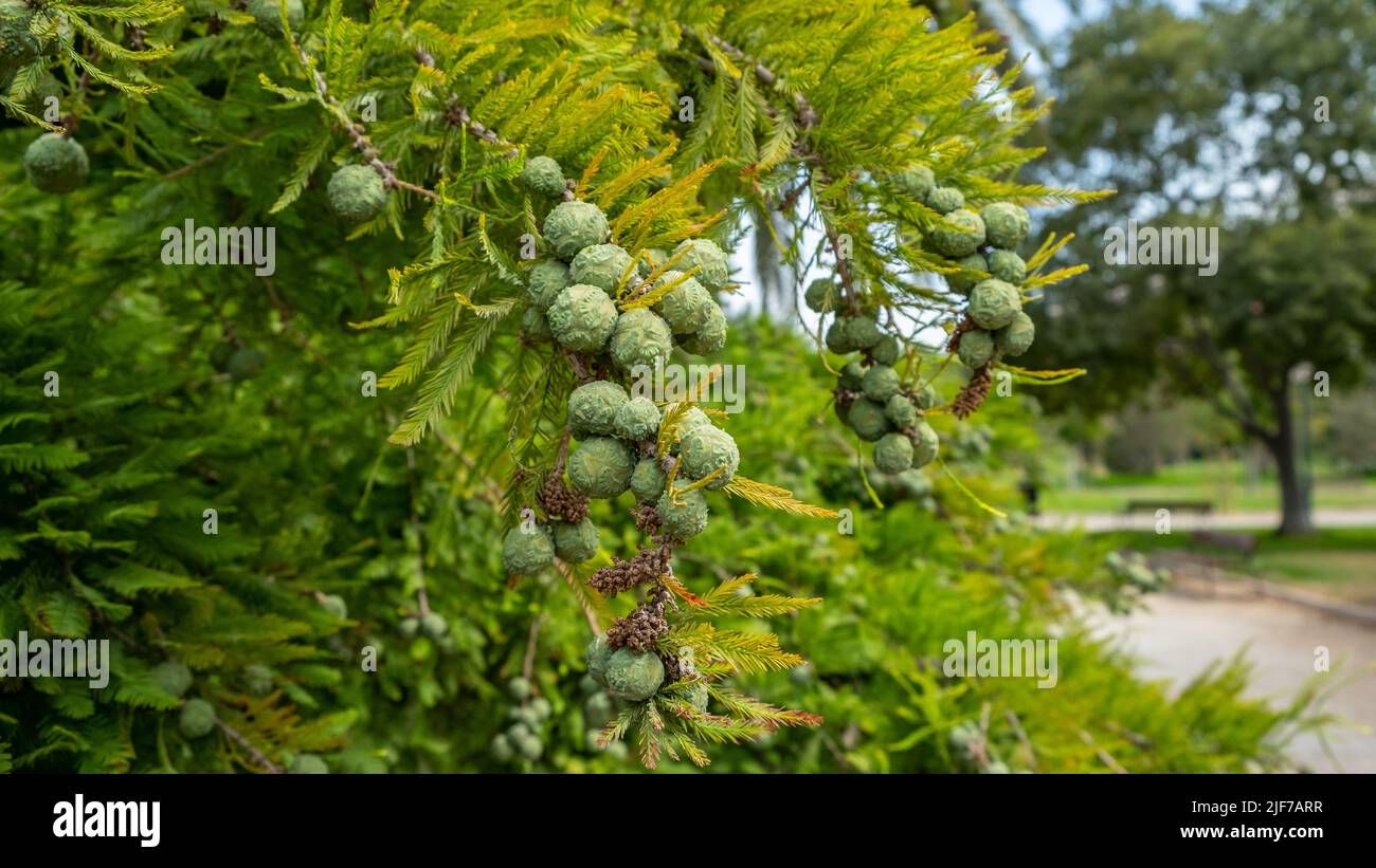 Taxodium distichum (Bald Cypress), cones and foliage, summer green ...